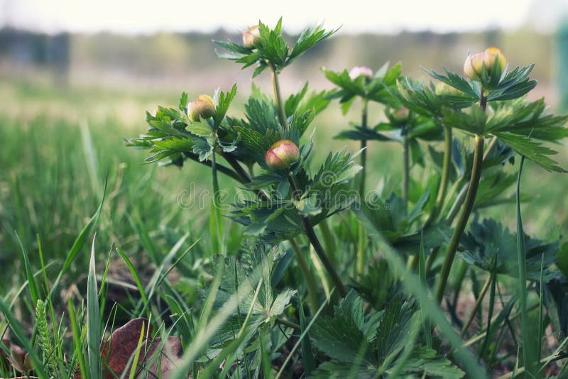Spring Grass and Flower in a Field Stock Photo - Image of idyllic ...