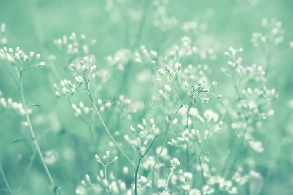 Spring Grass Flower Nature Wallpaper Background Stock Photo - Image of ...