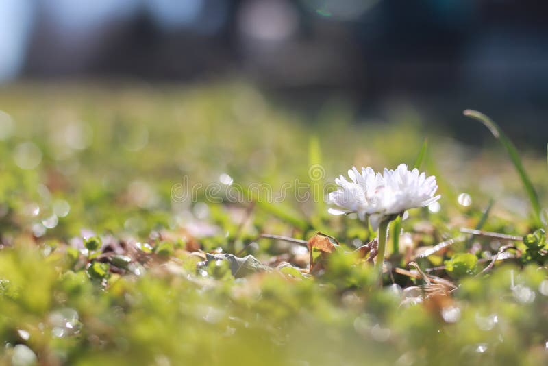 Spring grass and flower stock image. Image of daisy - 126414605