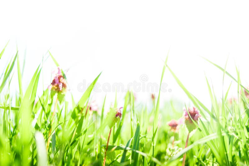 Spring Grass and Daisy Wildflowers Isolated Stock Image - Image of ...