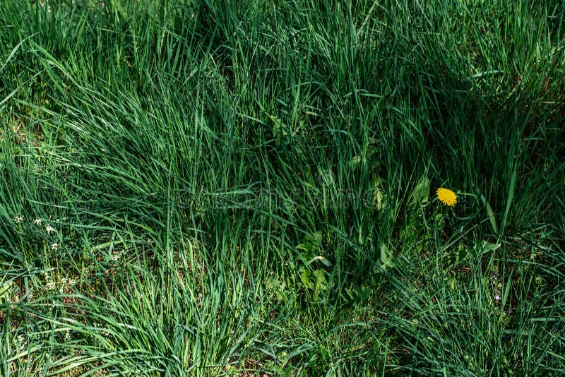Spring grass with flowers stock image. Image of environment - 150450115