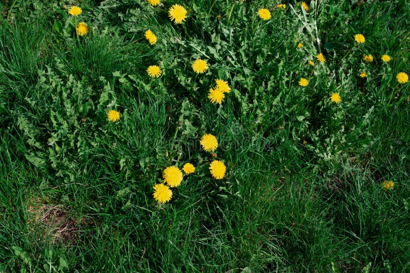 Spring grass with flowers stock image. Image of morning - 150451745