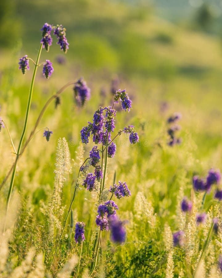 Spring grass and flowers stock image. Image of farm, blossom - 88068273
