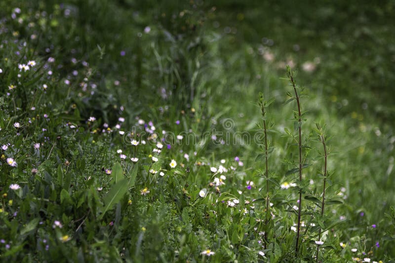 Spring Grass with flowers stock image. Image of flower - 307727007