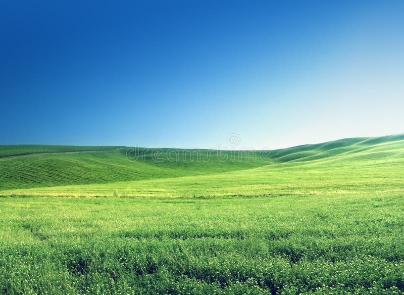 Spring grass and forest stock image. Image of meadow - 39280755