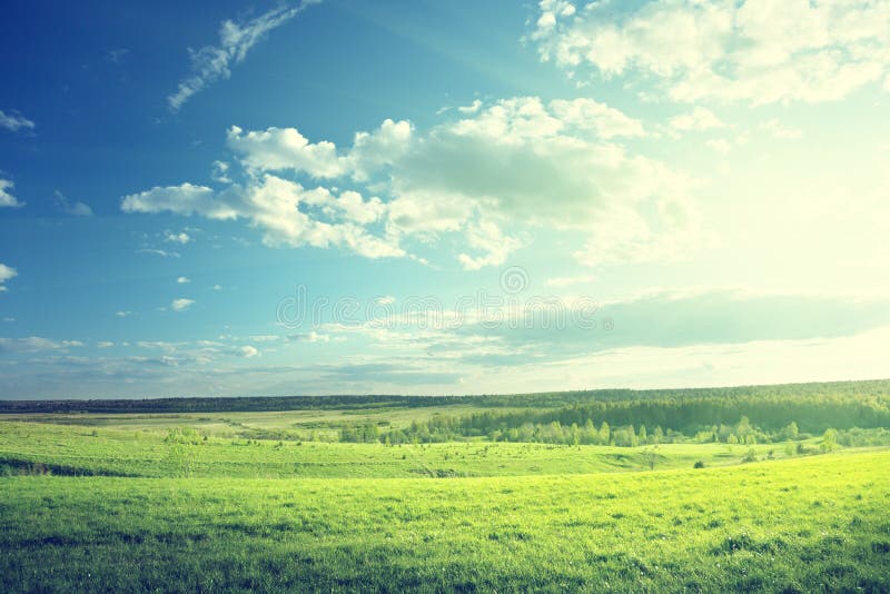 Spring grass and forest stock photo. Image of meadow - 39750826
