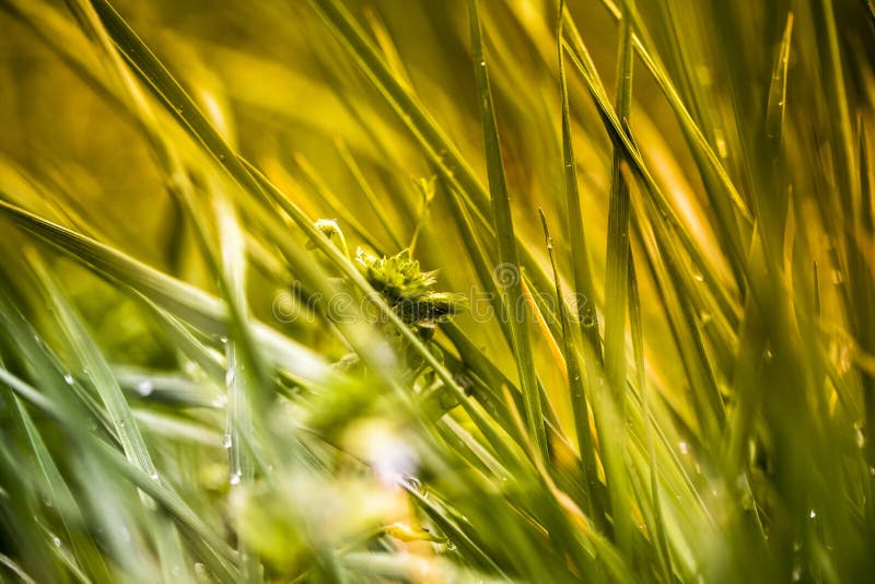 Spring Grass stock image. Image of rural, freshness, colors - 85380851