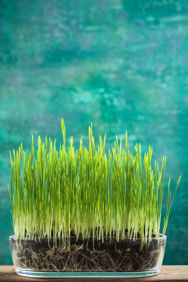 Spring Grass Growing in Pot, Hello Spring Concept Stock Image - Image ...