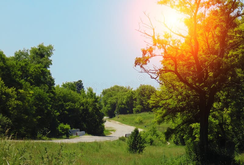 Spring Grass Grows on the Field Against the Backdrop of the Sunset ...