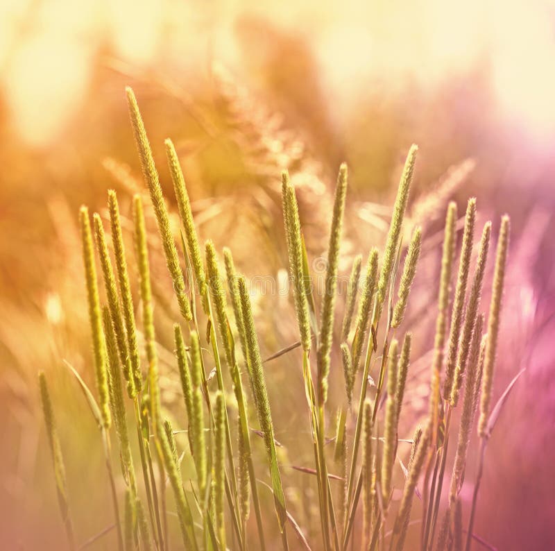 Spring grass - high grass stock photo. Image of closeup - 40704926