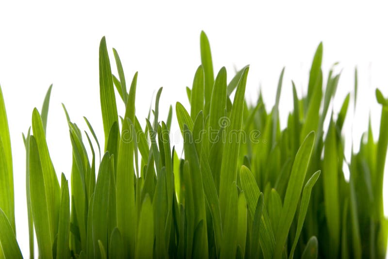 Spring grass isolated stock image. Image of freshness - 4888771
