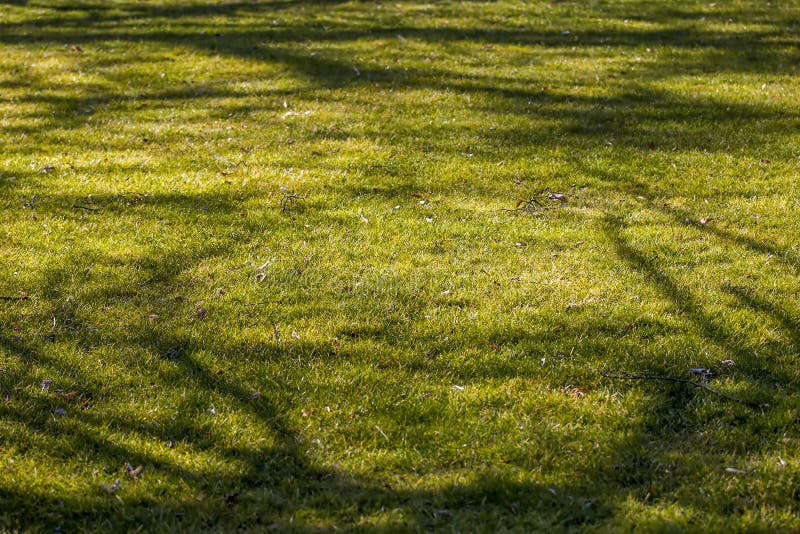 Spring grass stock image. Image of spring, grassland - 40725941