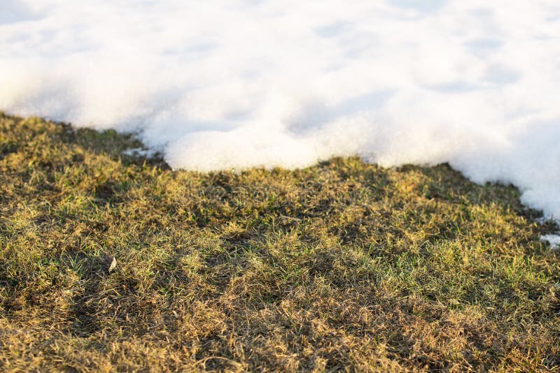 Spring Grass, Lawn after Winter, Snow Drift Melts Stock Image - Image ...