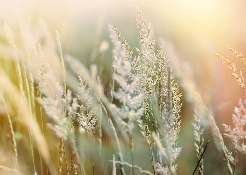 Spring Grass in Meadow, Selective Focus on Seed of Grass Stock Image ...