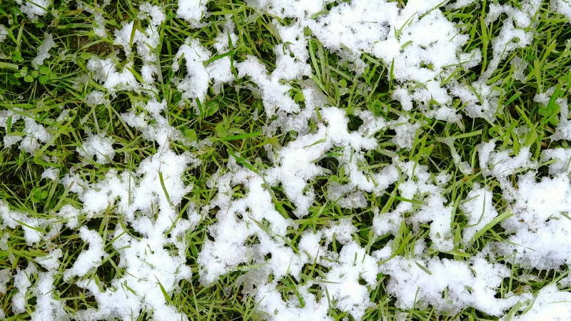 Spring Grass Peeks through the Snow. Snow on the Lawn Grass Stock ...