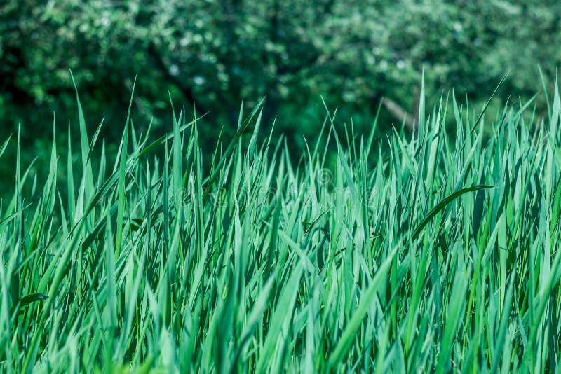 Spring grass stock image. Image of bright, colorful, concept - 54051823