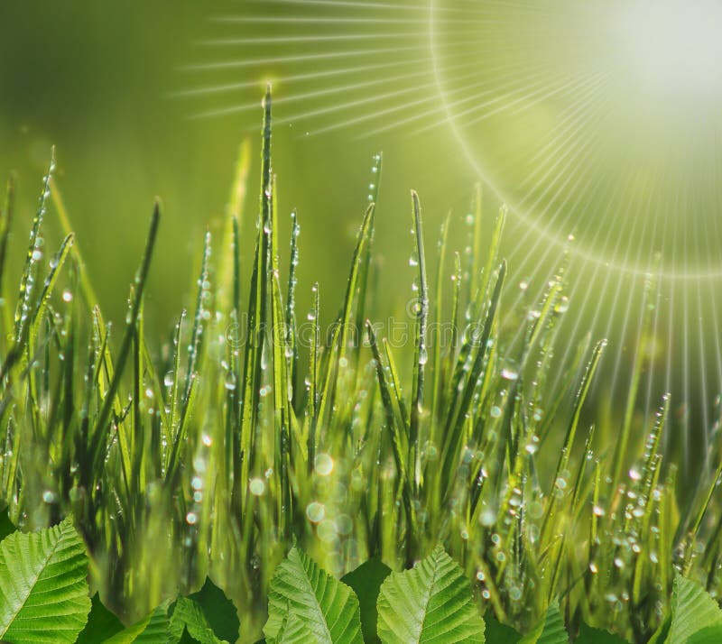 Spring rain stock photo. Image of yellow, storm, grass - 704826