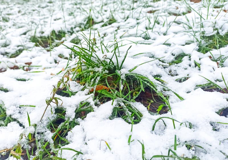 Spring Grass in the Snow. Two Seasons Stock Image - Image of lawn ...