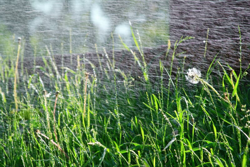 Spring grass watering stock photo. Image of drenched, plot - 8557730