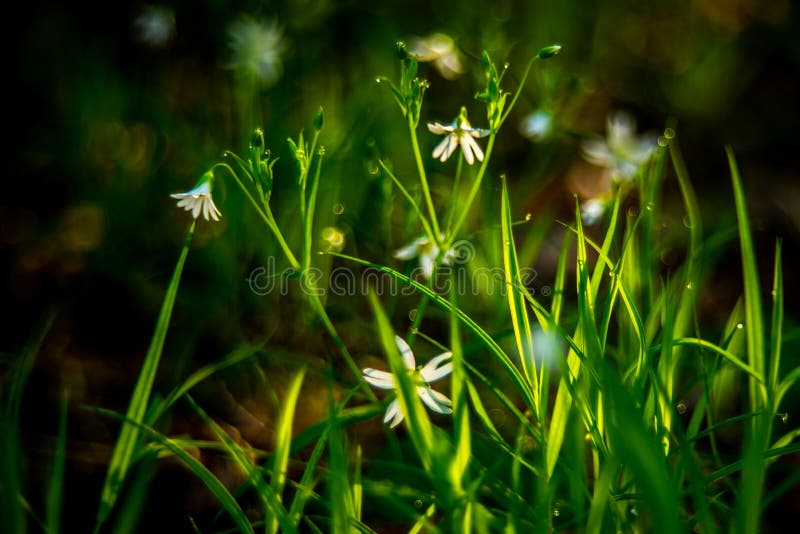 Spring grass and flowers stock image. Image of background - 117867515