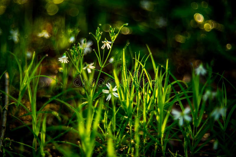 Spring grass and flowers stock image. Image of summer - 117867531