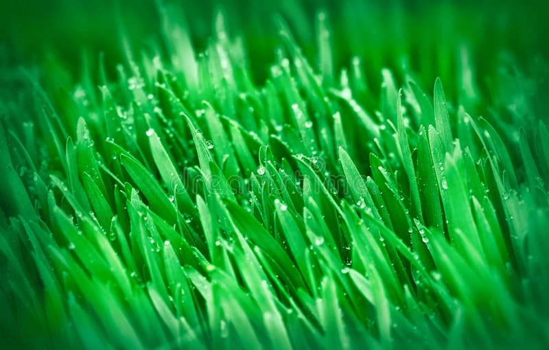 Spring Grass (young Green Wheat) Stock Photo - Image of macro ...