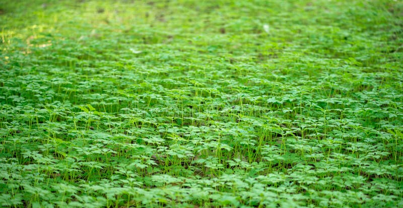 Grass shoots stock photo. Image of seeds, earth, gardening - 2508752