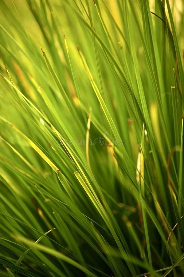 Spring Grasses stock photo. Image of natural, garden - 25955728