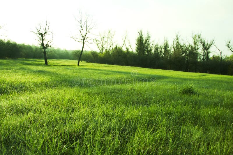 Grassland stock photo. Image of country, freshness, grassland - 2675218
