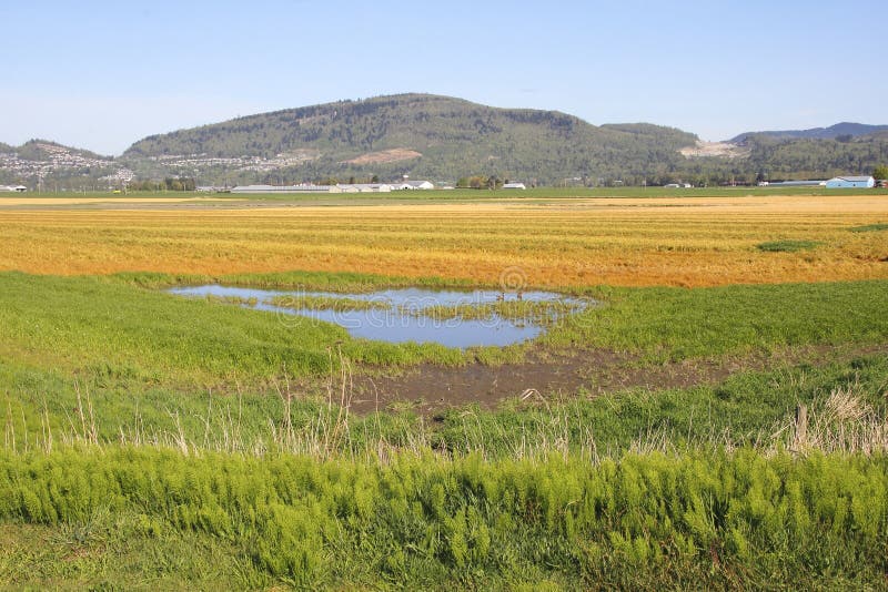 Spring Grassland in the Fraser Valley Stock Image - Image of water ...