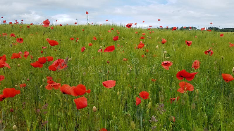 Spring grassland stock photo. Image of spring, steppe - 209324238