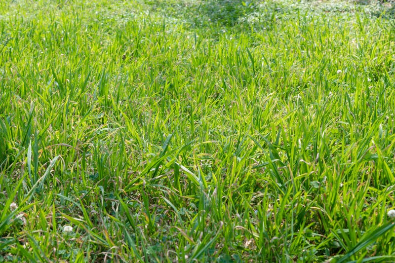 Spring grassy Field stock photo. Image of grassy, landscape - 311783208