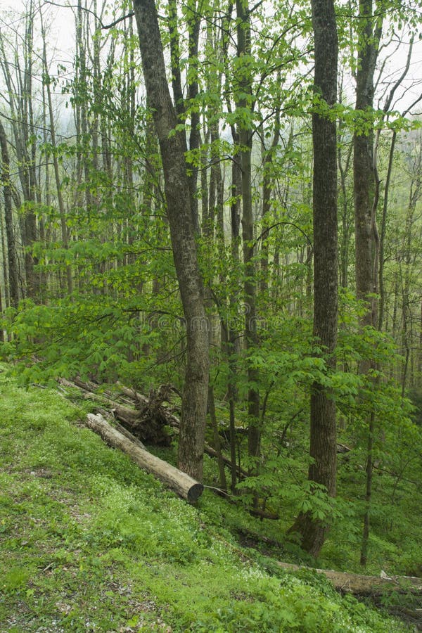 Spring, Great Smoky Mountains National Park, TN Stock Image - Image of ...