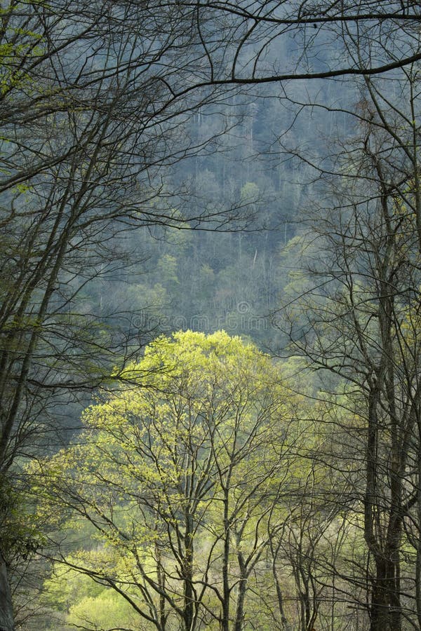 Spring, Great Smoky Mountains National Park, TN Stock Image - Image of ...