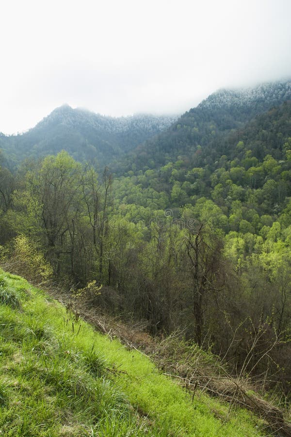 Spring, Great Smoky Mountains National Park, TN Stock Photo - Image of ...