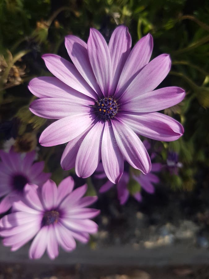 Spring in greece stock image. Image of flowers, nature - 119243779