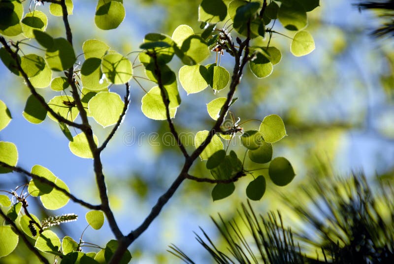 Aspen Leaves with Raindrops Stock Photo - Image of leaves, colorful ...