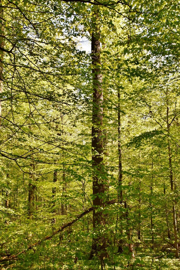 Beech trees in the spring stock photo. Image of tree - 14877944