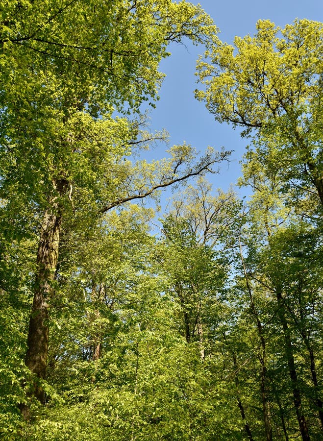 Green beech trees stock image. Image of leaves, light - 102779217