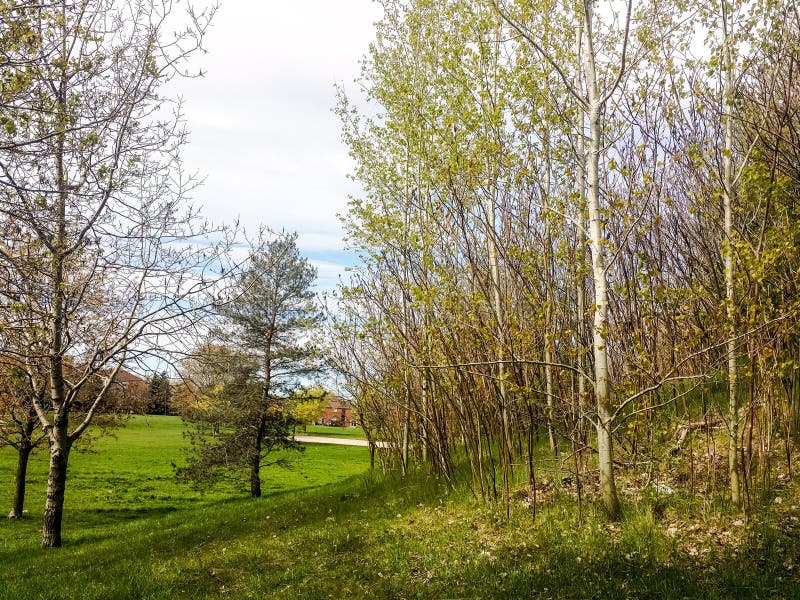 Spring Green Blossom in the Park Stock Photo - Image of fresh, green ...