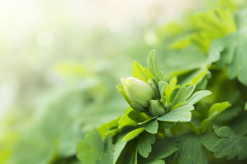 302,451 Bud Green Color Stock Photos - Free & Royalty-Free Stock Photos ...