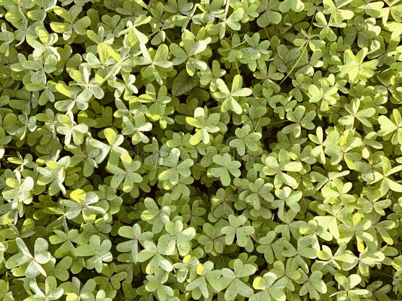Spring Green Clover Shamrock Leaves To St. Patrick Day Background Stock ...