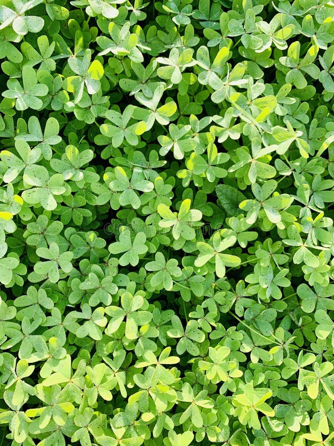 Spring Green Clover Shamrock Leaves To St. Patrick Day Background Stock ...