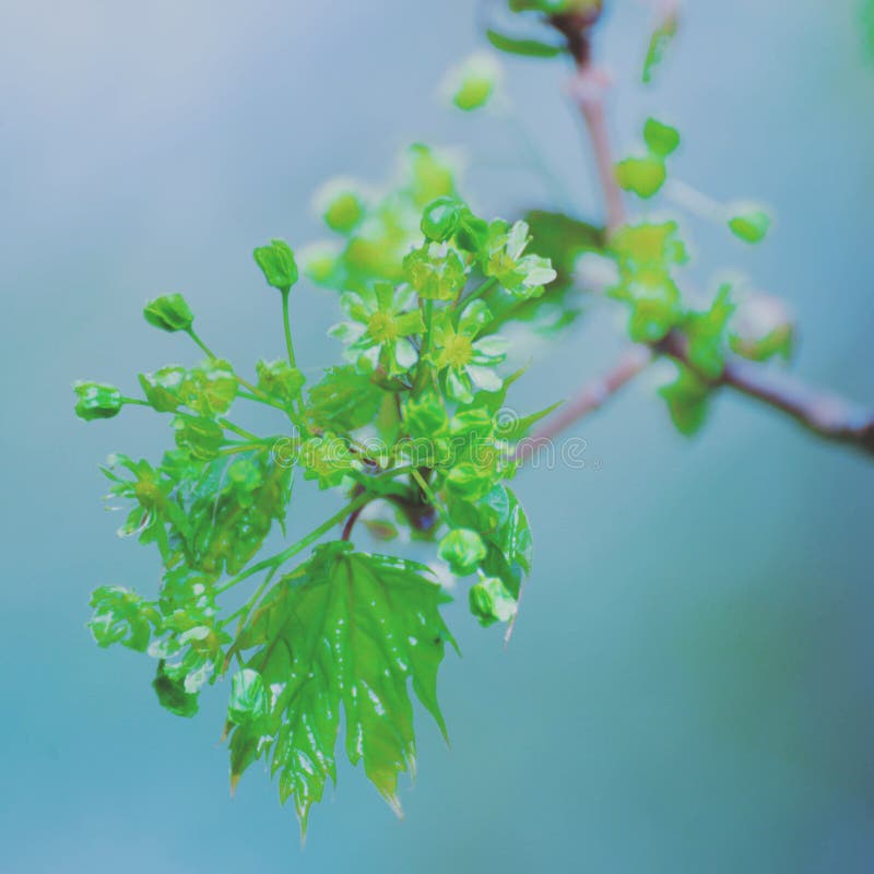 Spring Green Colors in the Trees Stock Image - Image of plant, nature ...