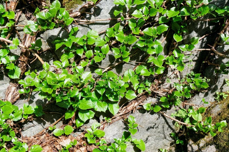 Spring Green Creeper on the Rock Stock Photo - Image of vine ...