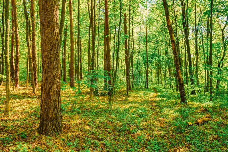 Spring Green Deciduous Forest Woods. Spring Nature Stock Image - Image ...