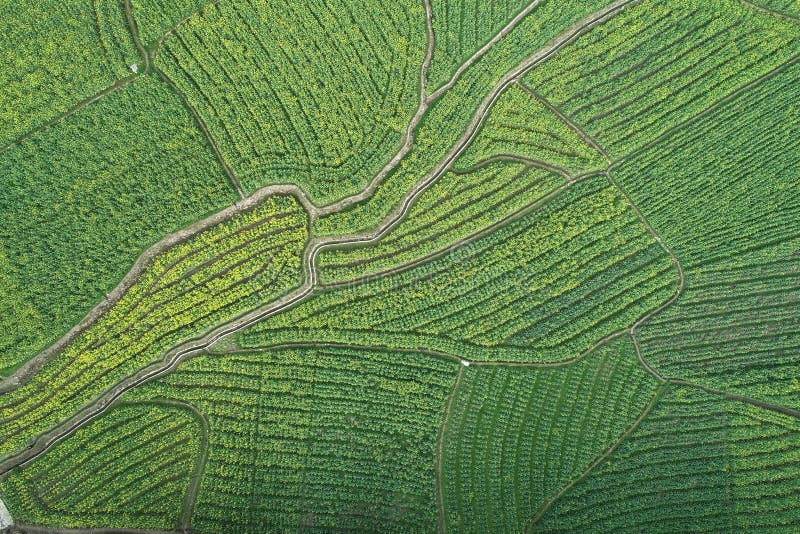 Spring Green Farmland, Top View, Growing Crops Stock Image - Image of ...