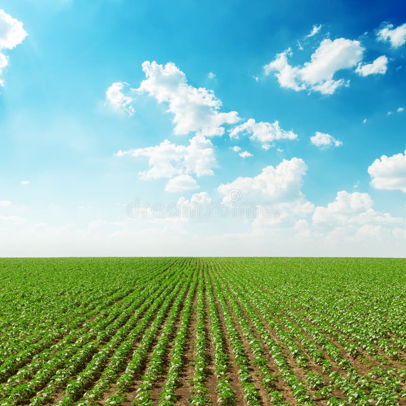 Spring Green Field and Blue Sky with Clouds Stock Image - Image of ...