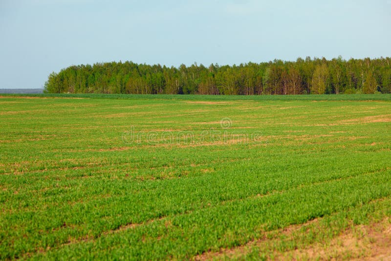 Dew on a grass in spring stock photo. Image of green - 31241178