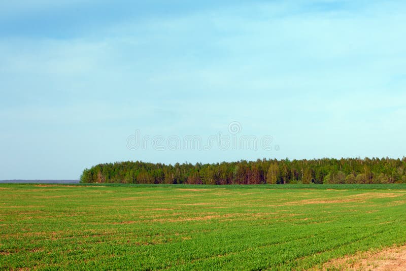 Spring Green Field of Crops and Grove Stock Image - Image of farm ...